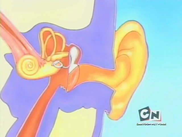 Ear | Animated Character Database | Fandom