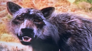 Dire Wolf | Animated Character Database | Fandom