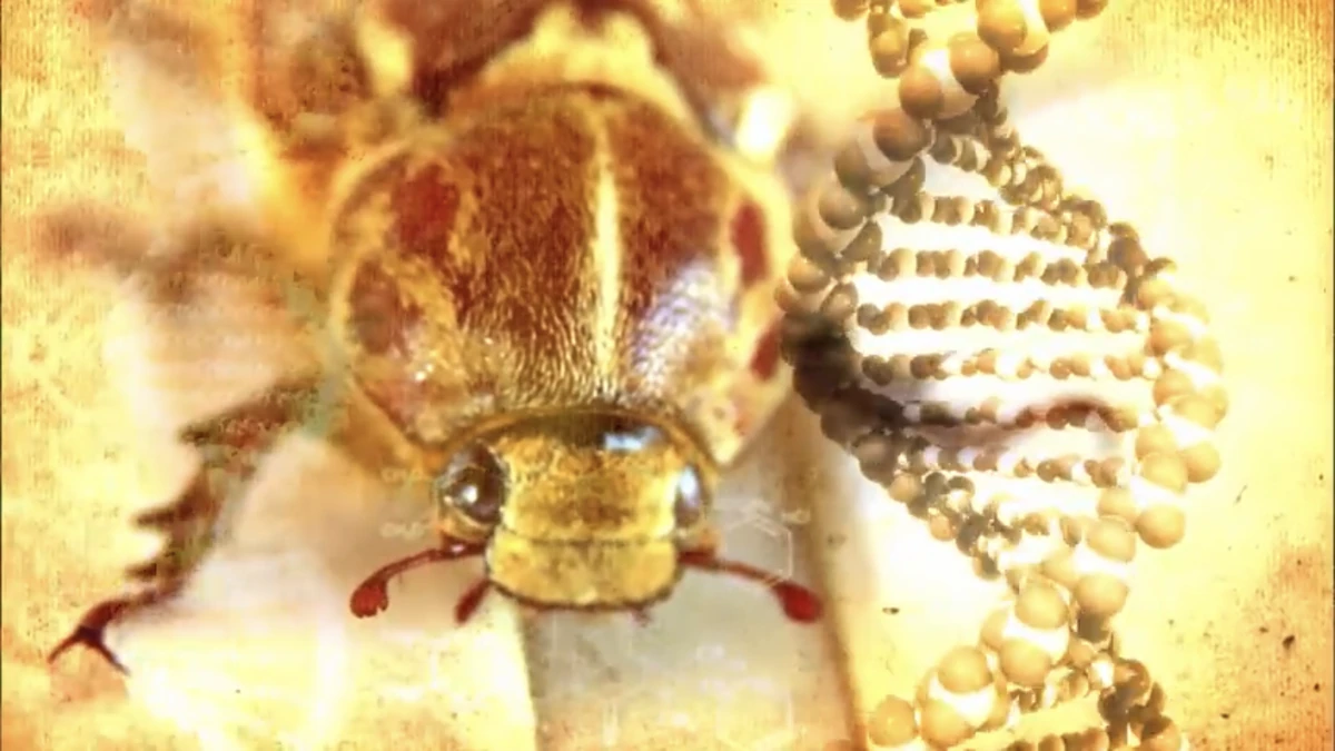 Insectoids | Animated Character Database | Fandom