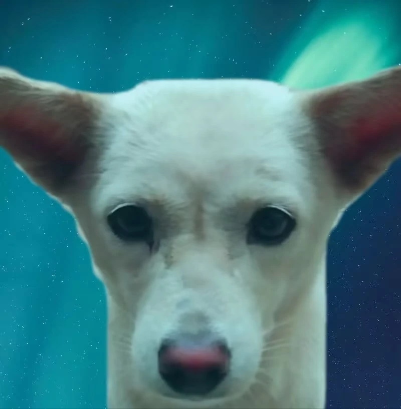 Space dog | Xiao Wiki | Fandom