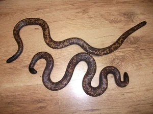 "Snake!" | xkcd Time Wiki | Fandom