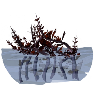 Sea briar | Extrasolar Wiki | Fandom