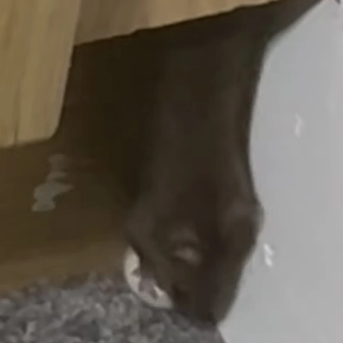 Wardrobe Mouse | Xtraordinary Netherite Ingot Reboot Wiki | Fandom