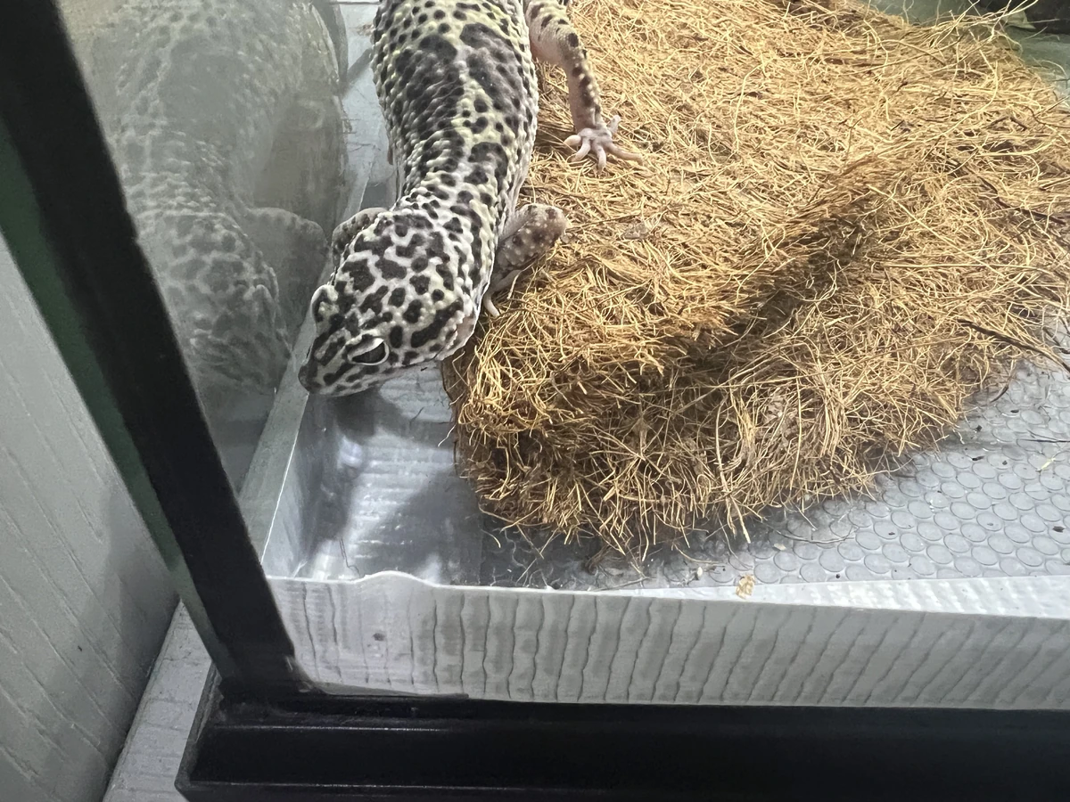 Izzy The Gecko | Xtraordinary Netherite Ingot Reboot Wiki | Fandom