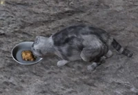 Hime (Cat) - Yakuza Wiki