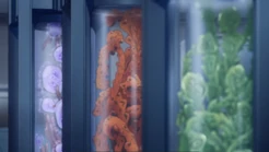 Garmillas plants | Space Battleship Yamato Wiki | Fandom