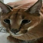 Floppa (Character) | YeebaVerse Wiki | Fandom