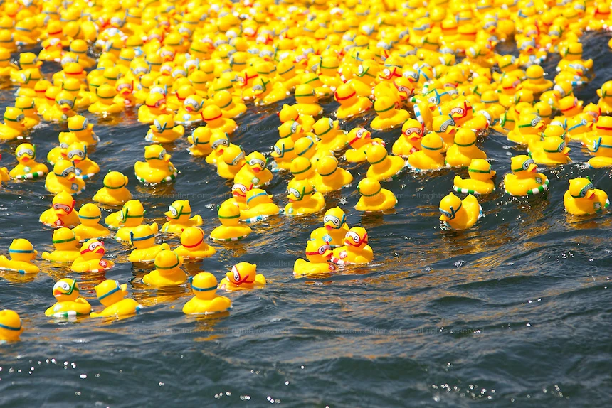 Racing Ducks | YellowDucks Wiki | Fandom
