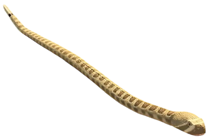 Prairie rattlesnake | Yellowstone Unleashed Roblox Wiki | Fandom