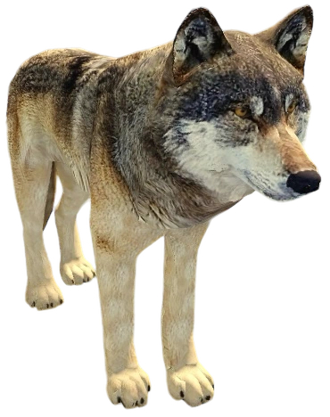 Wolf | Yellowstone Unleashed Roblox Wiki | Fandom