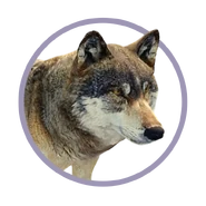 Animals | Yellowstone Unleashed Roblox Wiki | Fandom