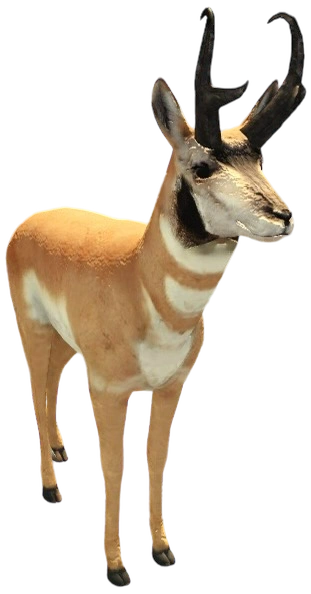 Pronghorn | Yellowstone Unleashed Roblox Wiki | Fandom