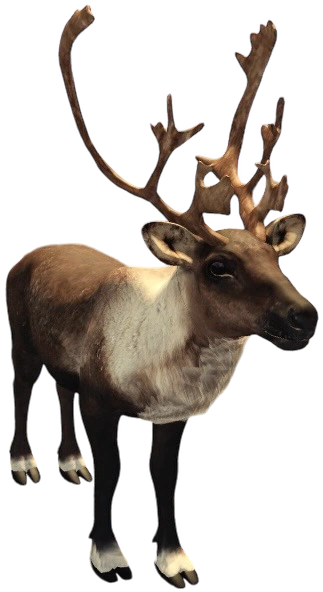 Reindeer | Yellowstone Unleashed Roblox Wiki | Fandom