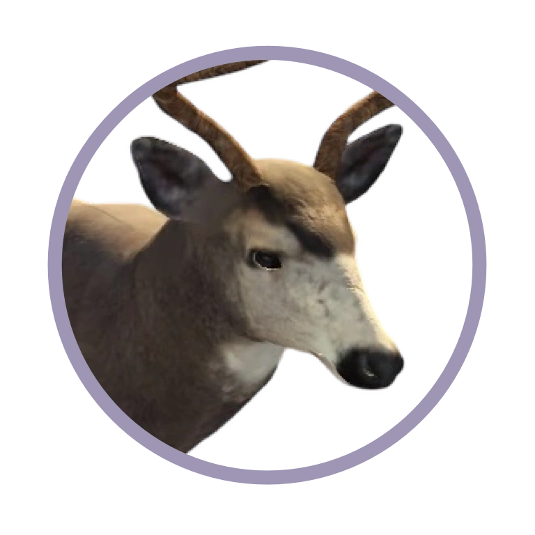 Mammals | Yellowstone Unleashed Roblox Wiki | Fandom