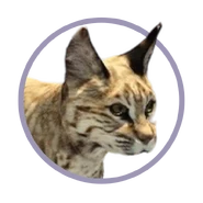 Animals | Yellowstone Unleashed Roblox Wiki | Fandom