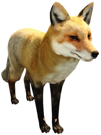 Red fox | Yellowstone Unleashed Roblox Wiki | Fandom
