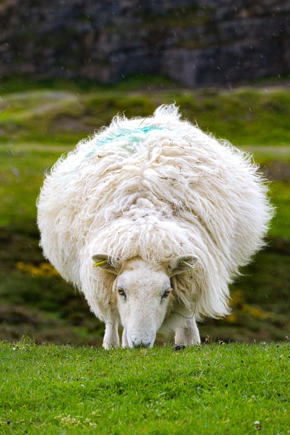 Puffsheep | Yet Another Farm Sim Wiki | Fandom