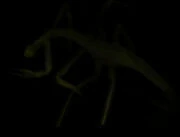 SCP-372 | FearFic Wiki | Fandom