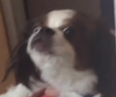 Gizzy | YooItsXtra Wiki | Fandom