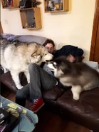 Daniel Condren | Yogscast Wiki | Fandom