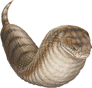 Tsuchinoko | Yokai Wiki | Fandom