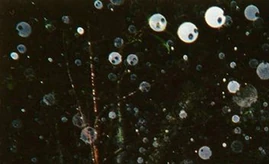 Kodama | Wiki Yokai | Fandom