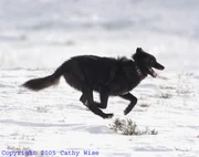 Casanova Blacktail | Wolves Wiki | Fandom