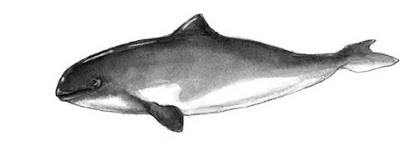 Morświn | DnD Info Wikia | Fandom