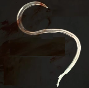 The Strigoi Virus | Young Dracula Fanon Wiki | Fandom