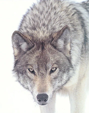 Whiskey Commandos | YoungOnesPack Wiki | Fandom