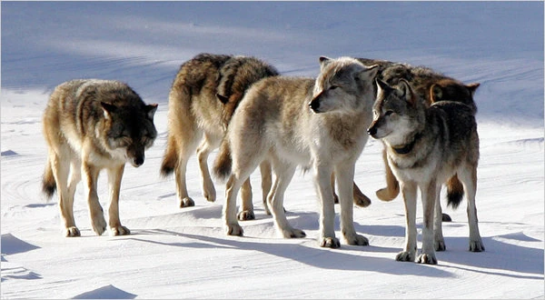 Jackals Pack | YoungOnesPack Wiki | Fandom