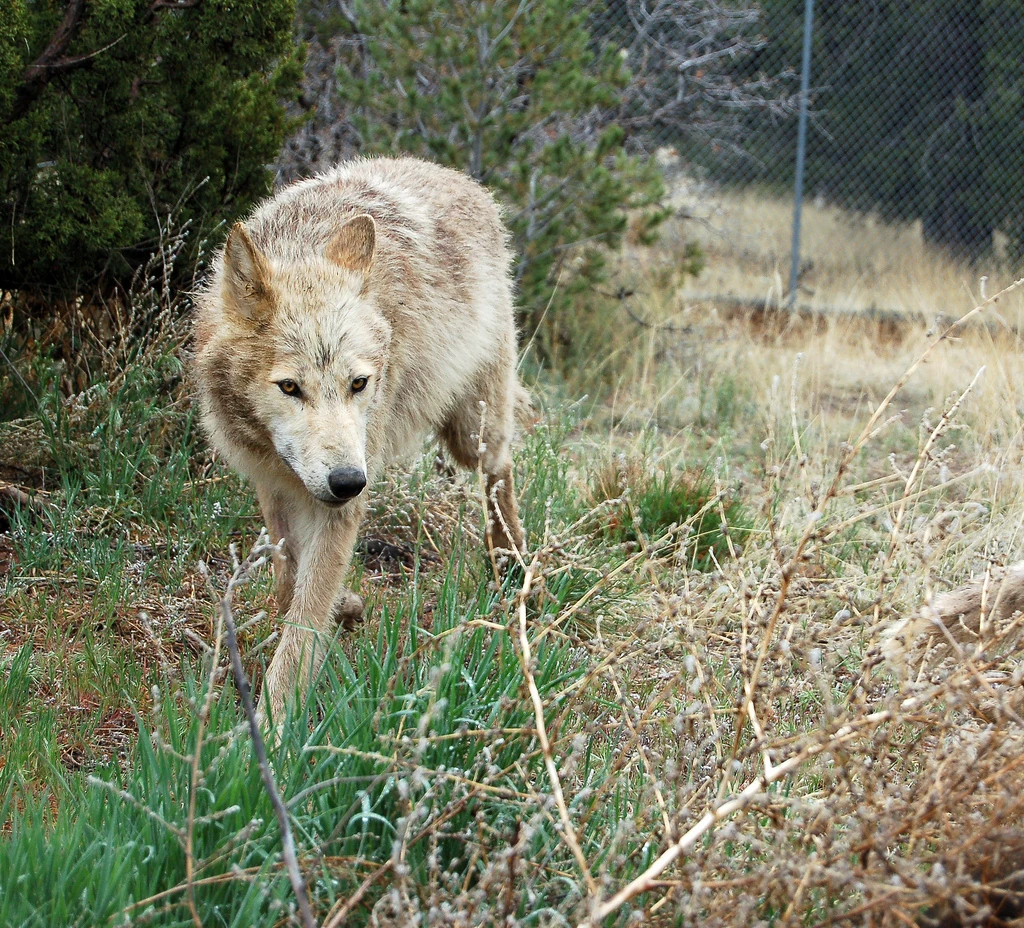 De La Ray Commandos | YoungOnesPack Wiki | Fandom