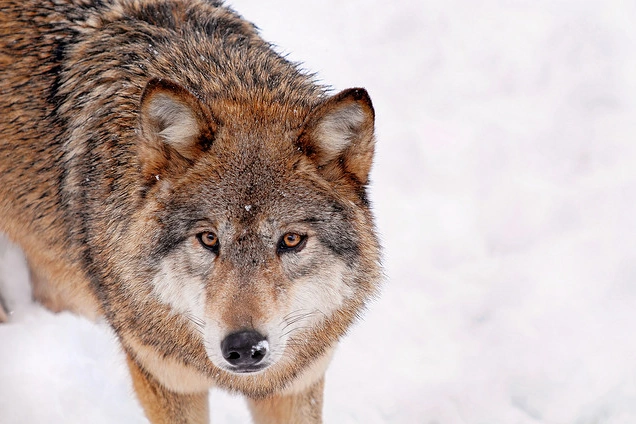 Momo Scooters | YoungOnesPack Wiki | Fandom