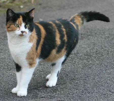Calico | Your Guide To Cats Wikia | Fandom