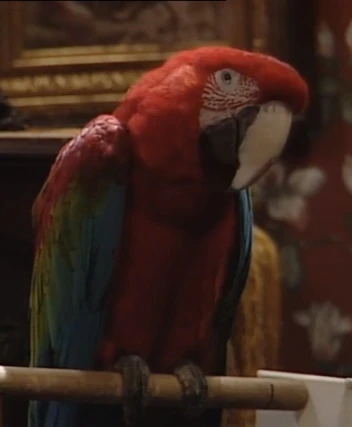 Captain (Parrot) | You Rang M'Lord Wiki | Fandom