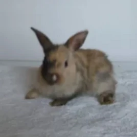 Zeronium | Wikitubia | Fandom