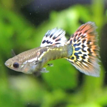 Fish4Ever | Wikitubia | Fandom