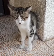 TJ Toons | Wikitubia | Fandom