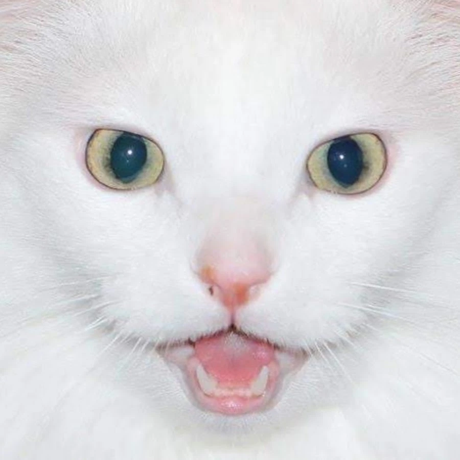 Thurston Waffles | Wikitubia | Fandom