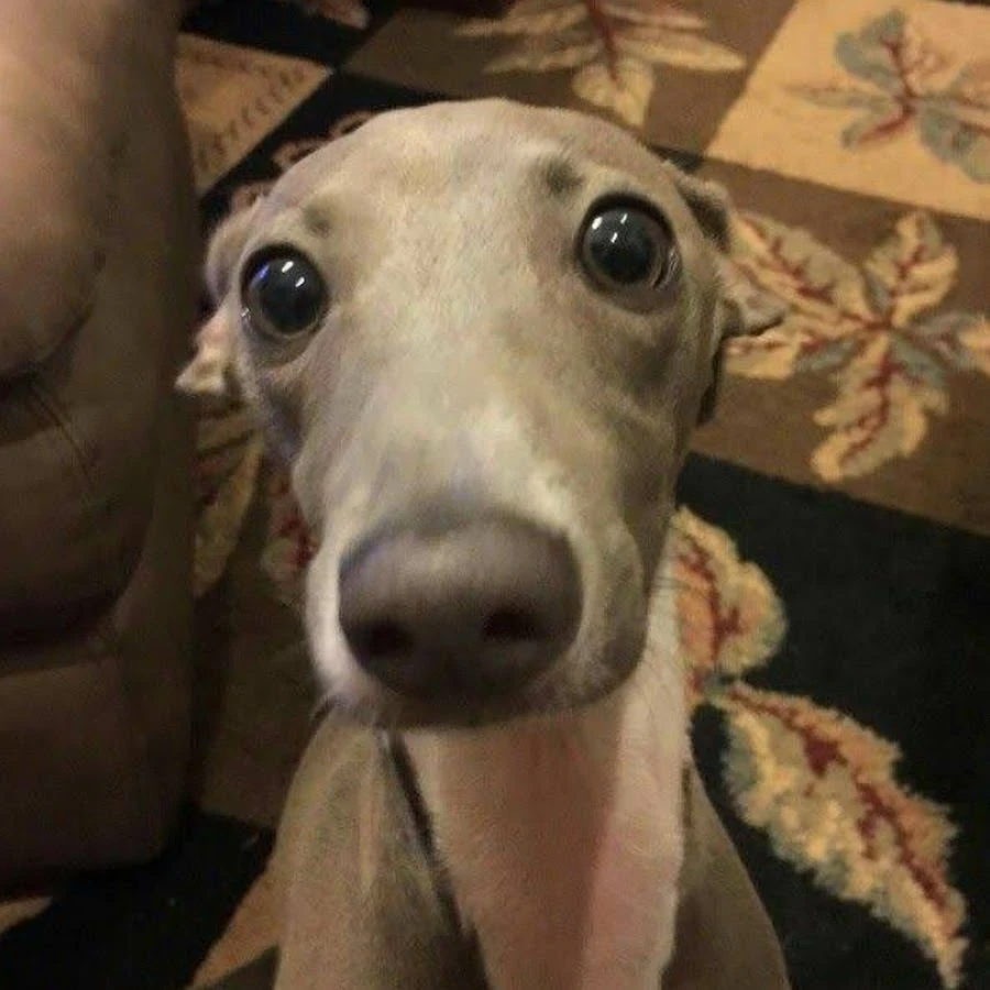 Joxzy | Wikitubia | Fandom