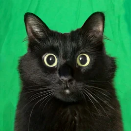 OwlKitty | Wikitubia | Fandom