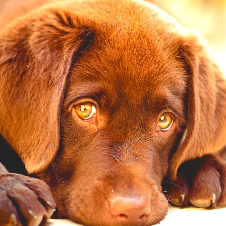 Doggy Doggy Cartoons | Wikitubia | Fandom