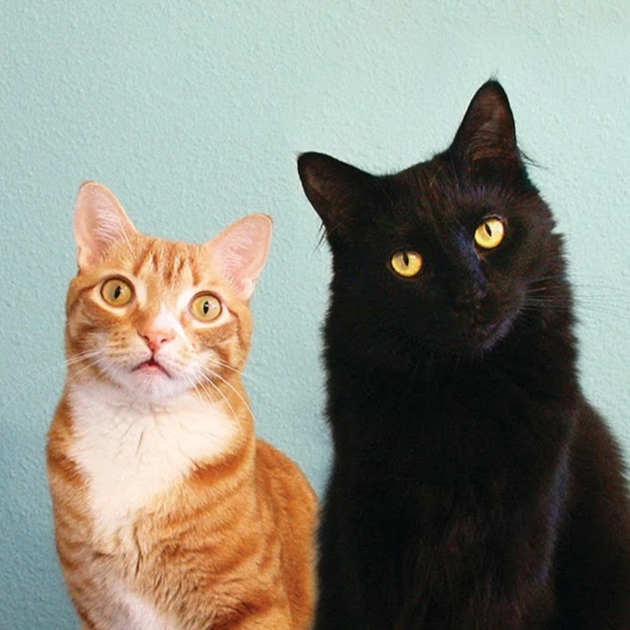 Cole and Marmalade | Wikitubia | Fandom