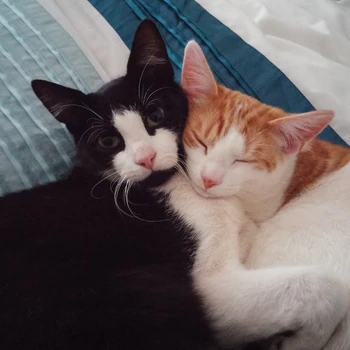 Tom and Mimi | Wikitubia | Fandom