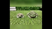 Mr. Frog | Wikitubia | Fandom