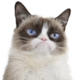 Real Grumpy Cat | Wikitubia | Fandom
