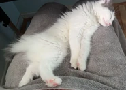 Phoenixx | Wikitubia | Fandom