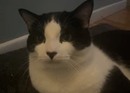 Phoenixx | Wikitubia | Fandom