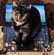 Saraunh0ly | Wikitubia | Fandom