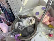 starsmitten | Wikitubia | Fandom